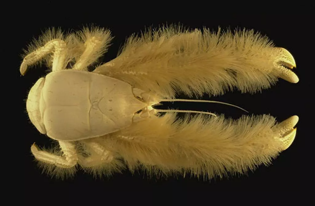 Yeti Crab (լատ. Kiwa hirsuta)