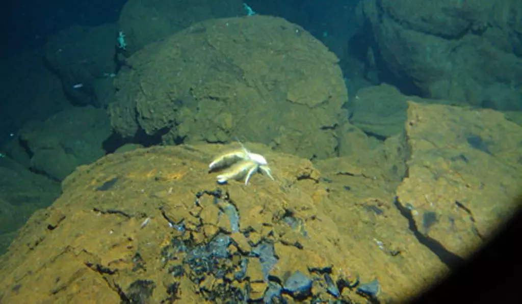 Crab Yeti- ը Խաղաղ օվկիանոսի հատակին: