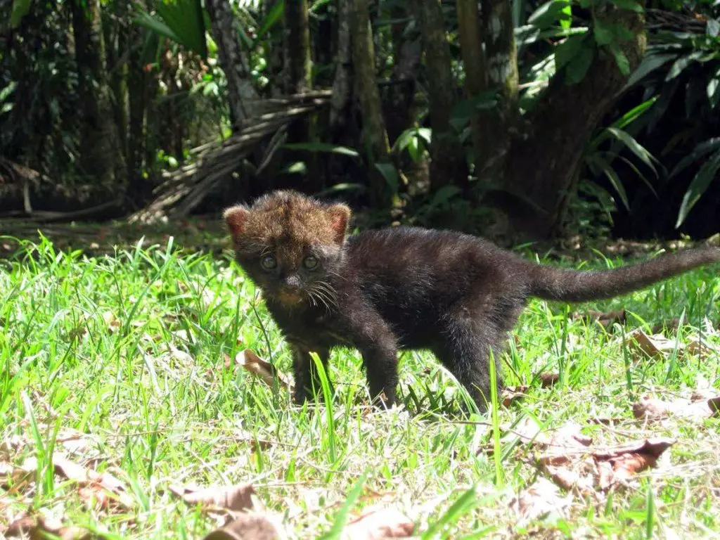 En jaguarundi kattunge ligner veldig på en vanlig katt.