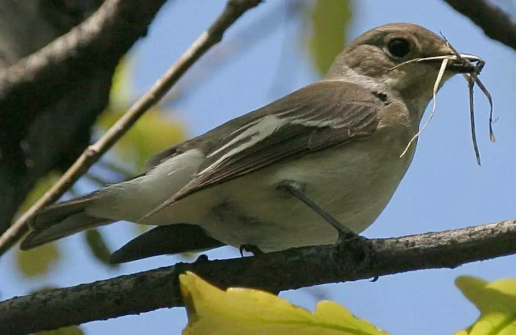 एक चितकबरा फ्लाईकैचर घोंसला बनाने की तैयारी कर रहा है।