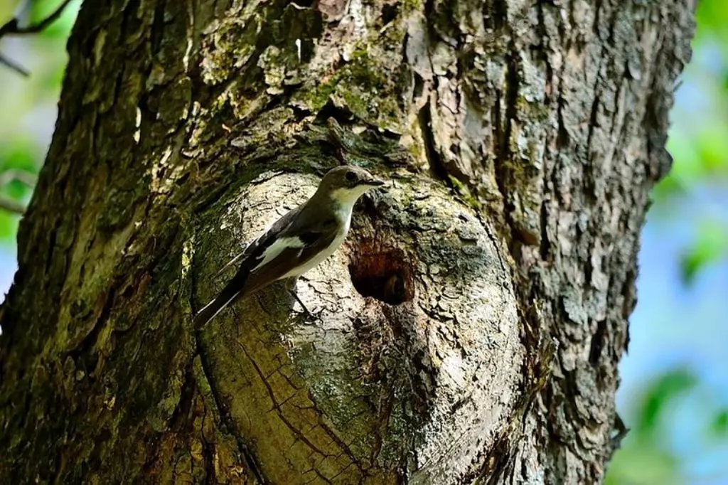 The hollow is a favorite place for the pied flycatcher's nest.