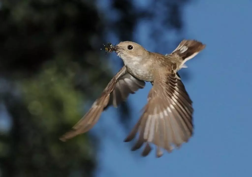 The female pestle carries food to the chicks.