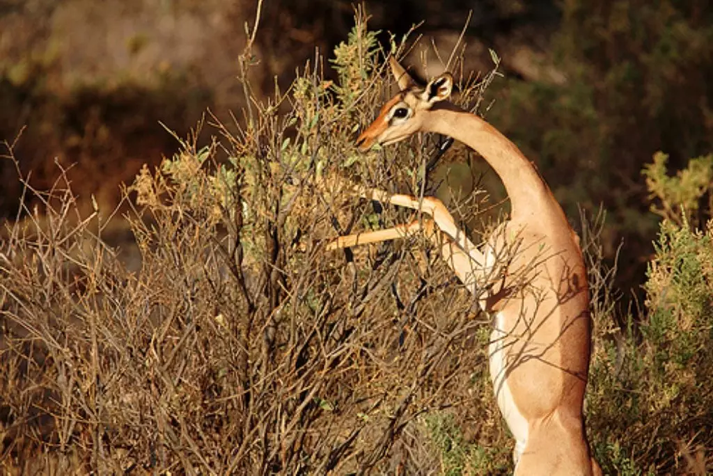 Gerenuk kann die obersten Triebe von Sträuchern erreichen.