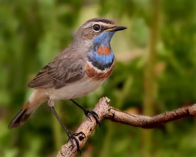 Tenggorokan biru (lat.Luscinia svecica)