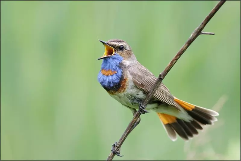 Bluethroat adalah burung penyanyi yang elegan.