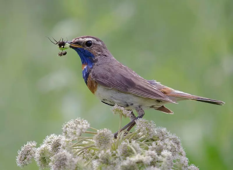 Serangga adalah makanan utama tenggorokan biru.