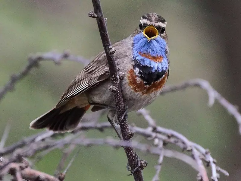 Mahafinaritra ny sofina ny angon-drakitra ataon'ny bluethroat.