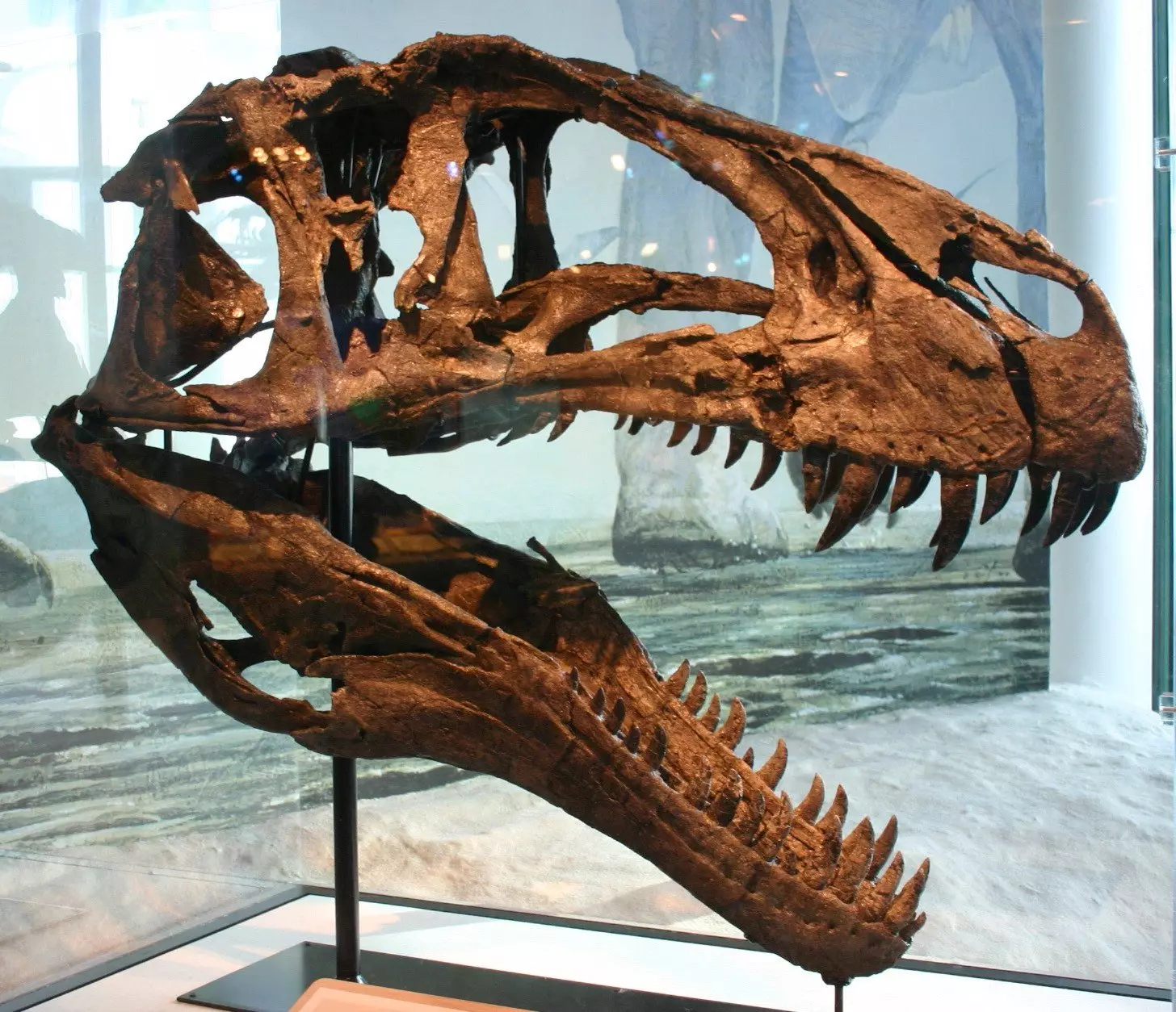 Акрокантозавр (Carcharodontosauridae)