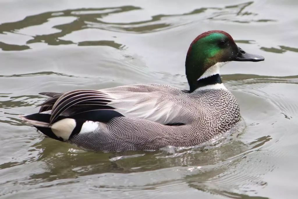 Pato Orca (Anas falcata).