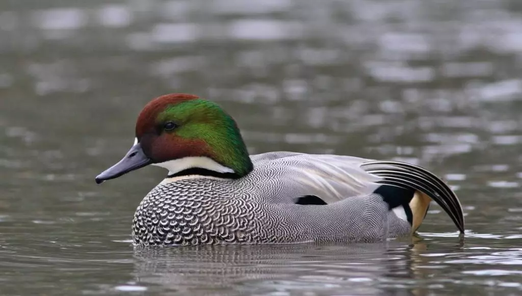 हे खरे बदक स्थलांतरित आहे आणि हिवाळ्यात आग्नेय आशियात स्थलांतरित होते.