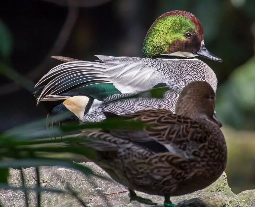 Los patos ballena asesina viven en llanuras, prados y lagos abiertos y húmedos.