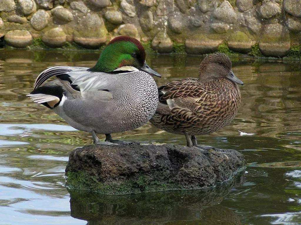 Drakes ornamentados se alimentam principalmente pegando plantas na superfície da água ou mordiscando a grama.