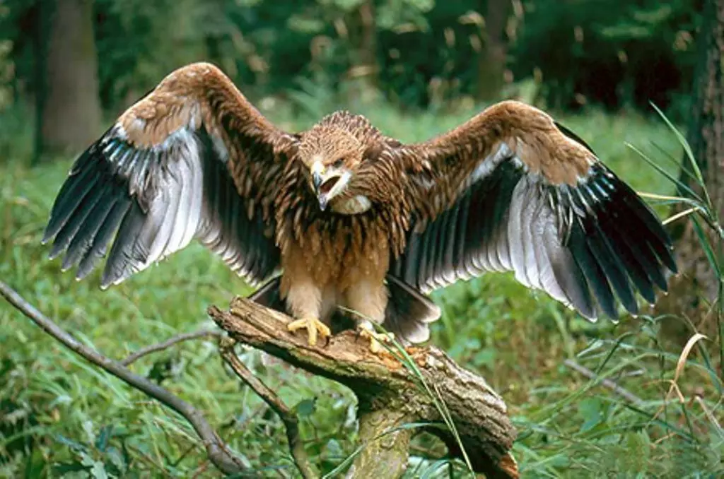Entierro de águila (latitud Aquila heliaca)