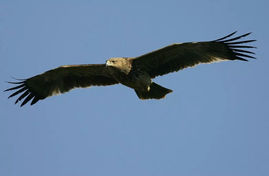 Las águilas son hermosas aves rapaces.