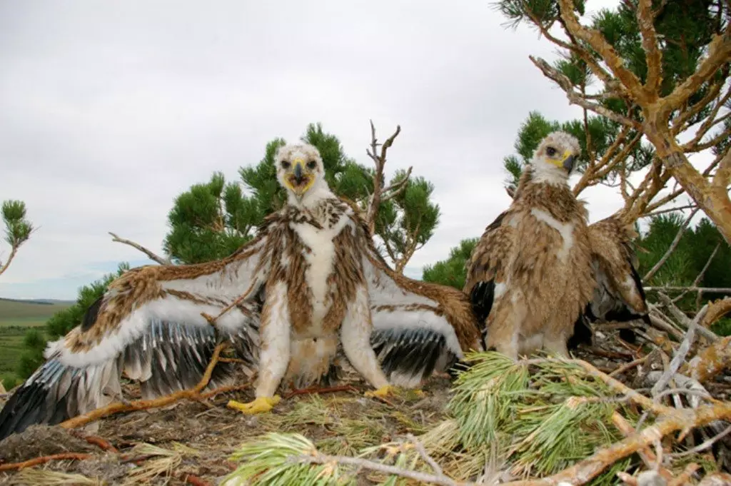 Earste stappen fan begraven eagle chicks.