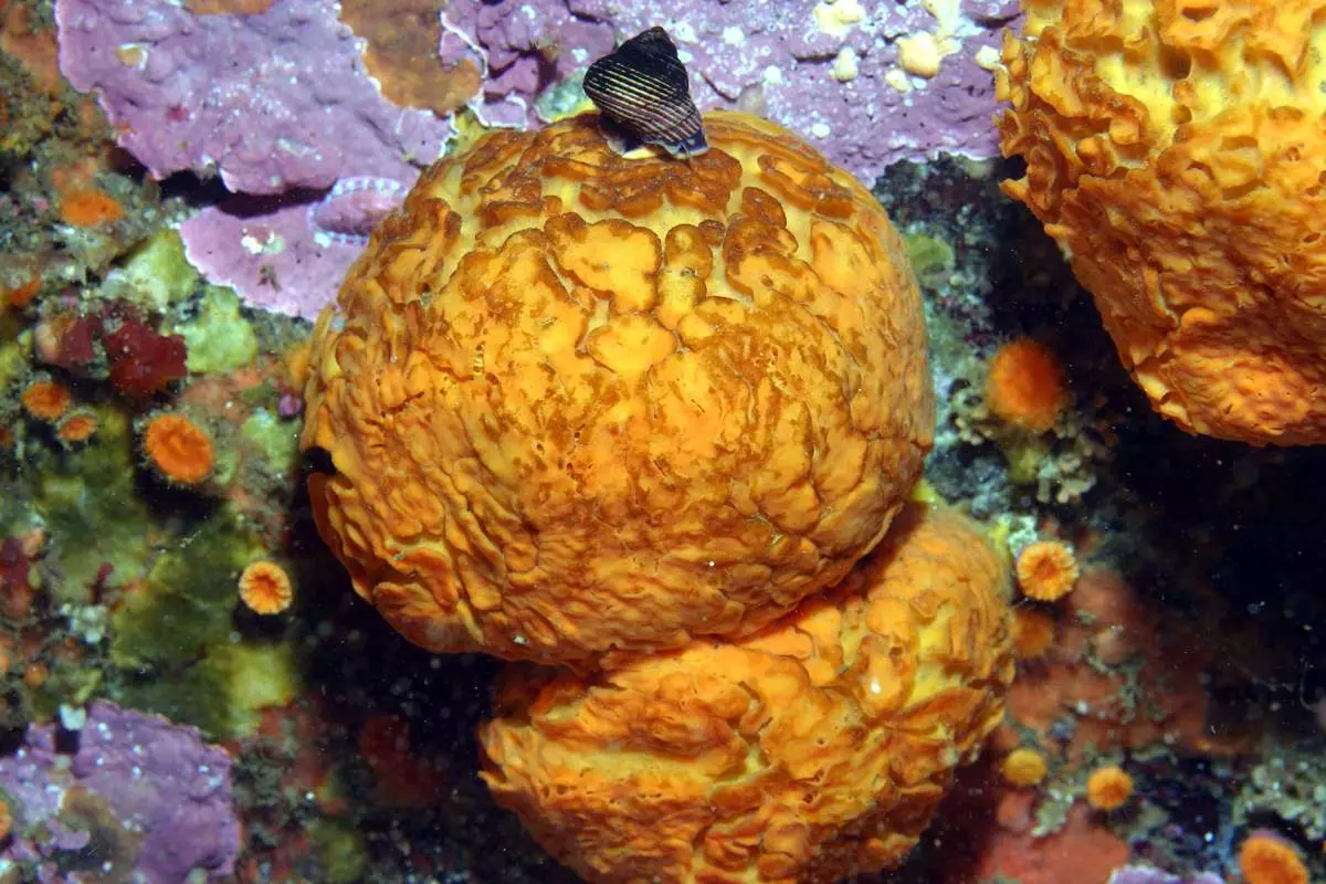 Sea orange (Tethya aurantium).