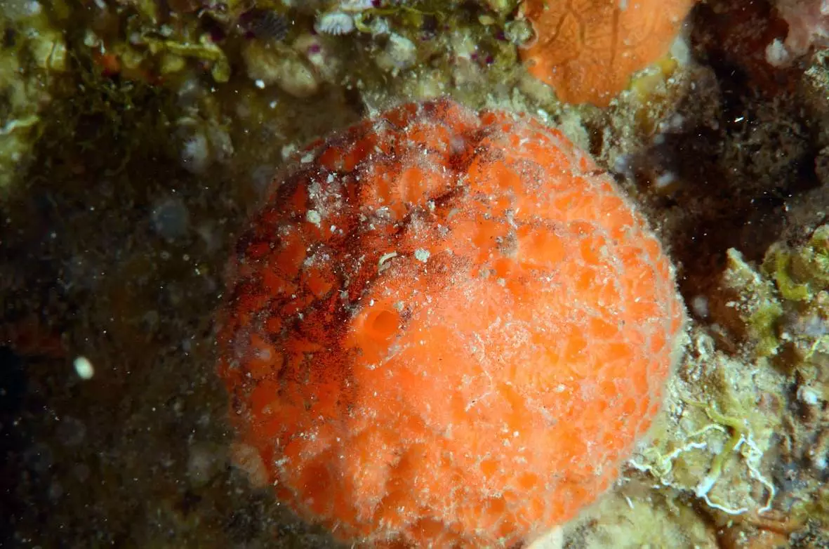 Pomarańcze morskie są typu gąbki.