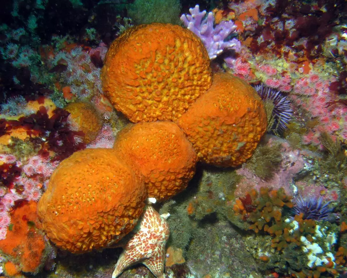 Morske naranče žive u kolonijama, ponekad pojedinačno.