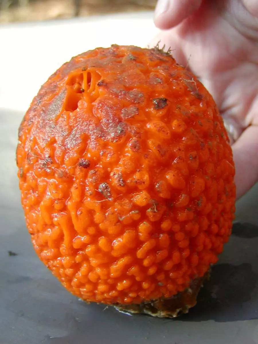 Pomarańcze morskie są bardzo podobne do owoców cytrusowych lądowych.