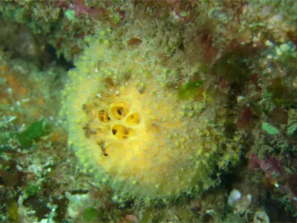 Portocaliul de mare poate avea și o nuanță galbenă.