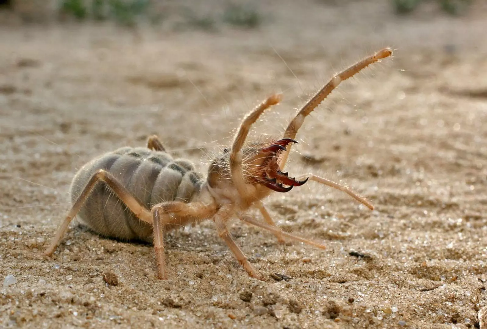 Solpuga (اللاتينية Solifugae)