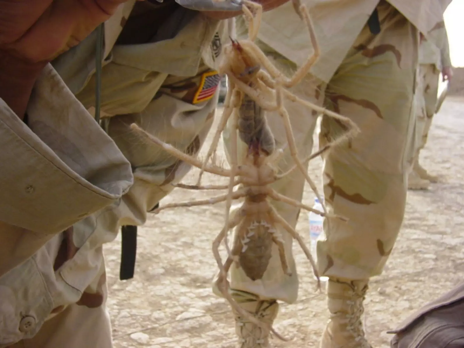 Les araignées Solpugi n'hésitent pas à se mordre les unes les autres.