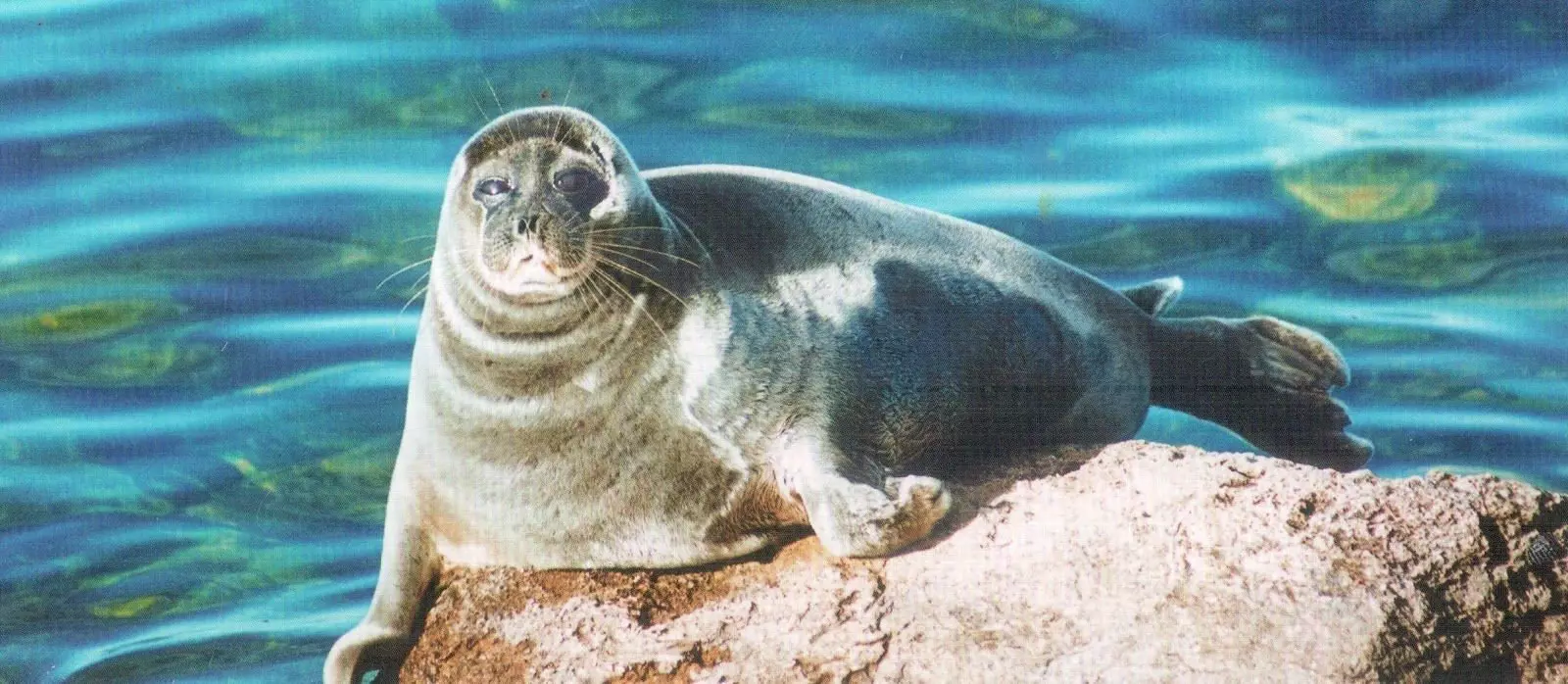 Baikal selur (latneskt pusa sibirica)