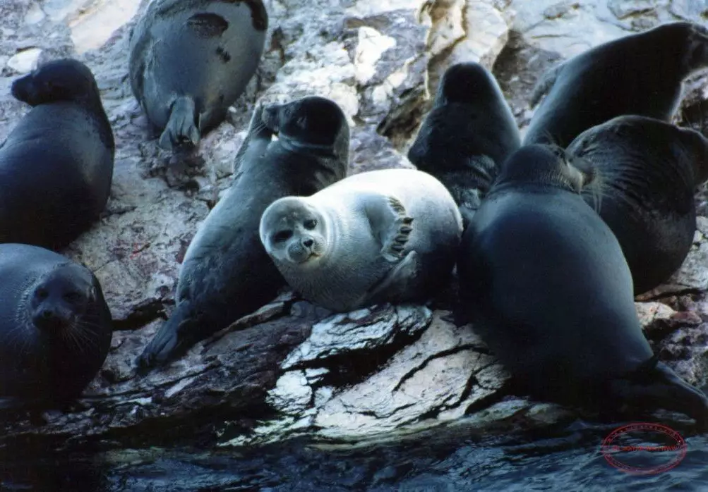 Un grup de foques descansa a la costa.