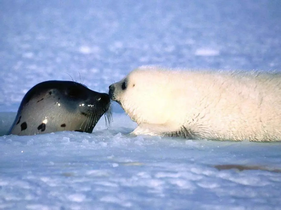 Il genitore premuroso della foca si prende cura del cucciolo.