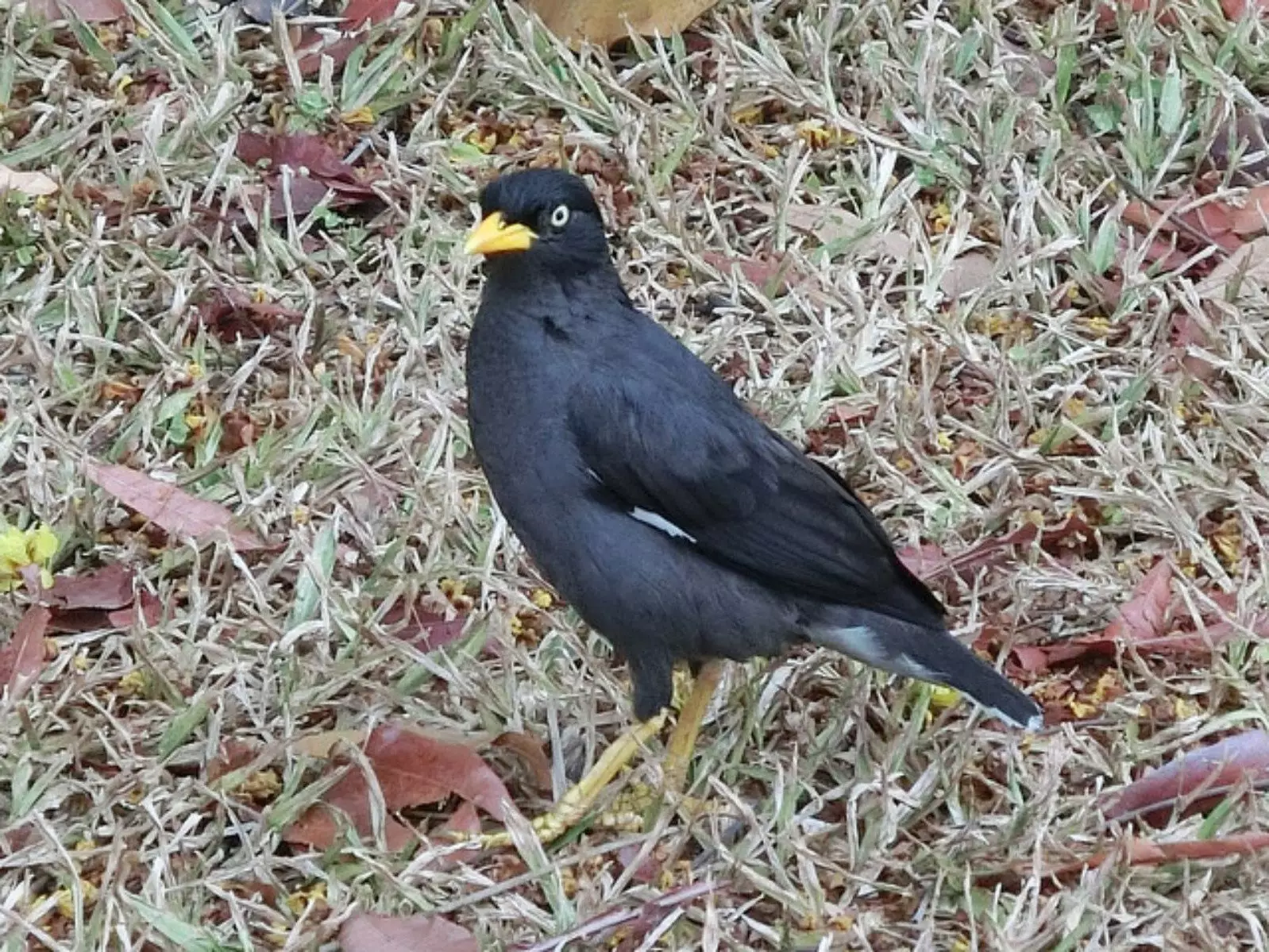 ಮೈನಾ (ಲ್ಯಾಟಿನ್ ಅಕ್ರಿಡೋಥೆರೆಸ್)