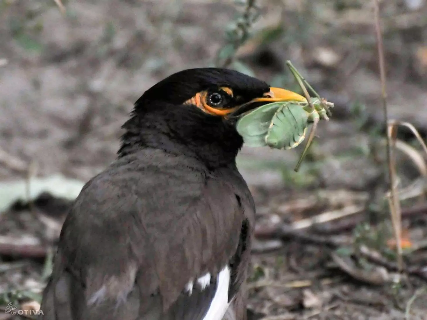 Les insectes sont le plat principal de l'oiseau myna.