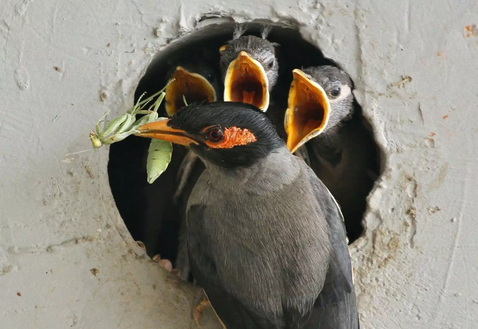 'N Brood myne -kuikens wat wag op kos wat deur 'n omgee -ouer gebring word.