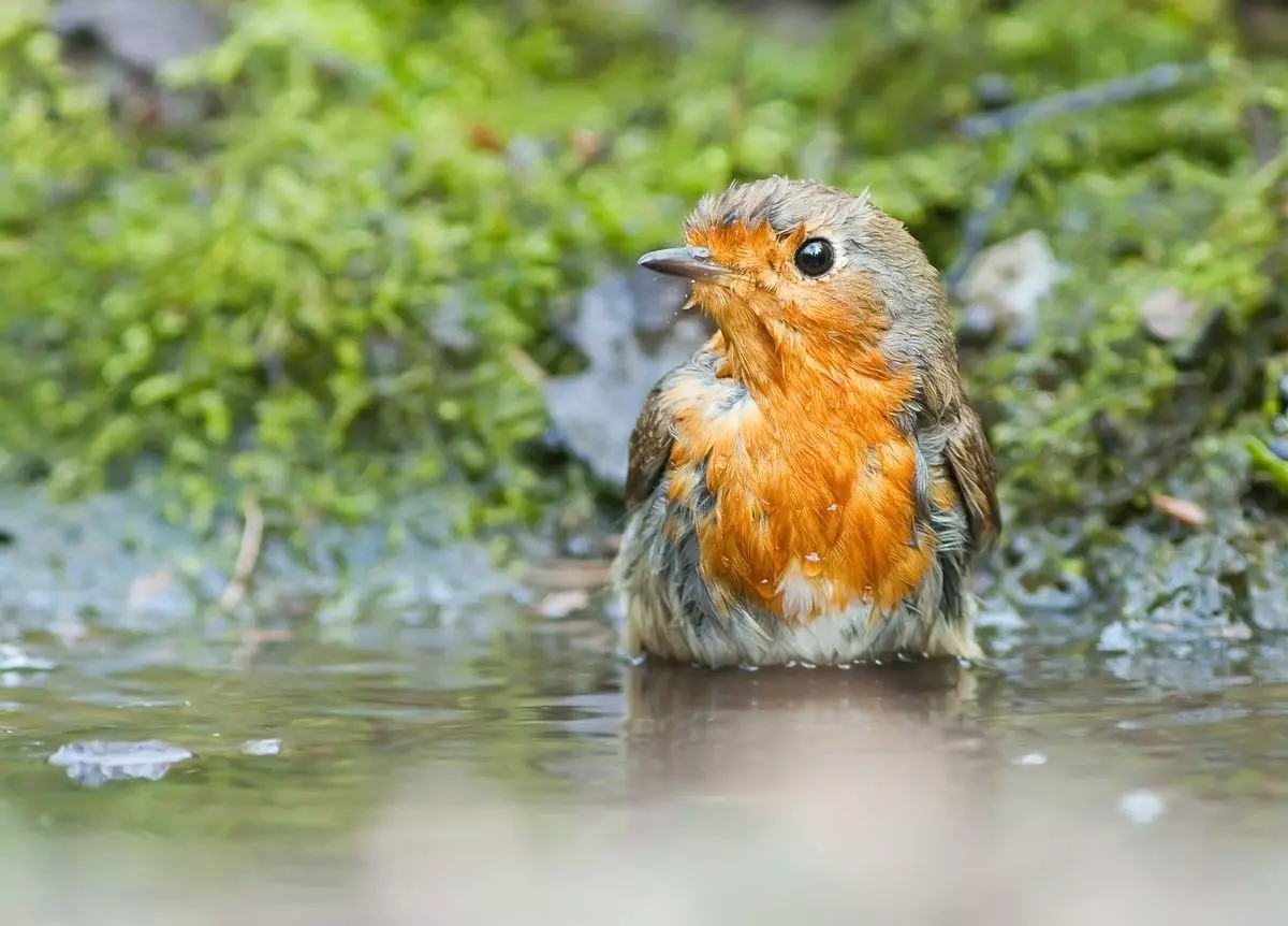 Robin, precis som alla förbipasserande fåglar, är inte ovillig att ta vatten och dammbad.