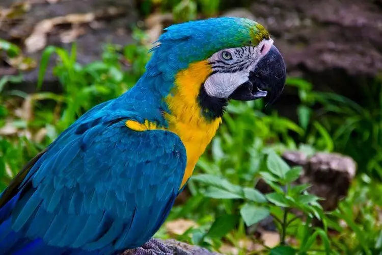 Bulu Macaw (Latin Cyanopsitta spixii)