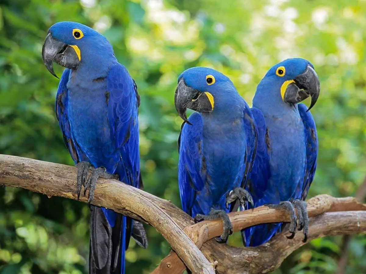 El guacamayo azul es un animal social que solo vive en manadas.