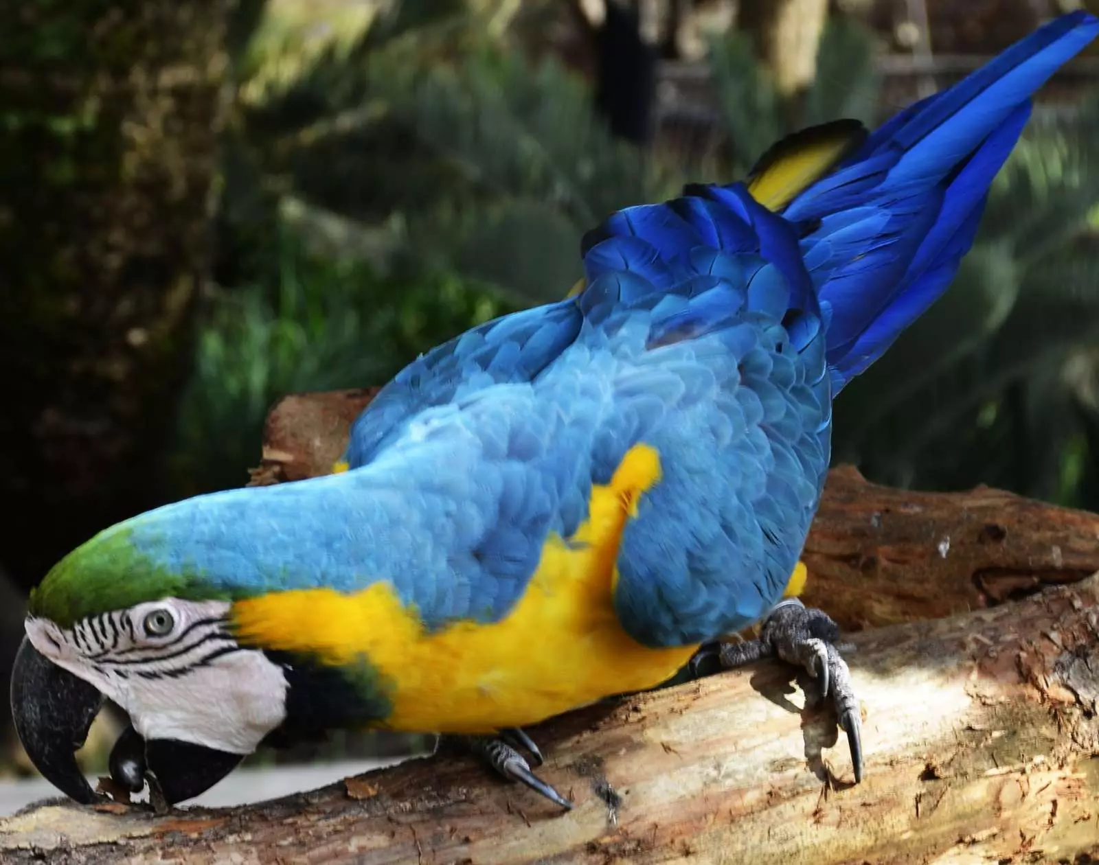 El pico del guacamayo azul es una poderosa herramienta para cascar nueces.