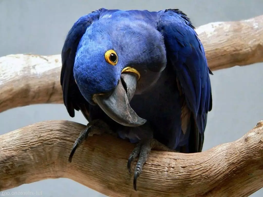 Ni iseda, macaw buluu ko fẹrẹ ri rara. O ṣeun fun ọkunrin naa fun ilowosi rẹ ninu ilolupo eda ilẹ.