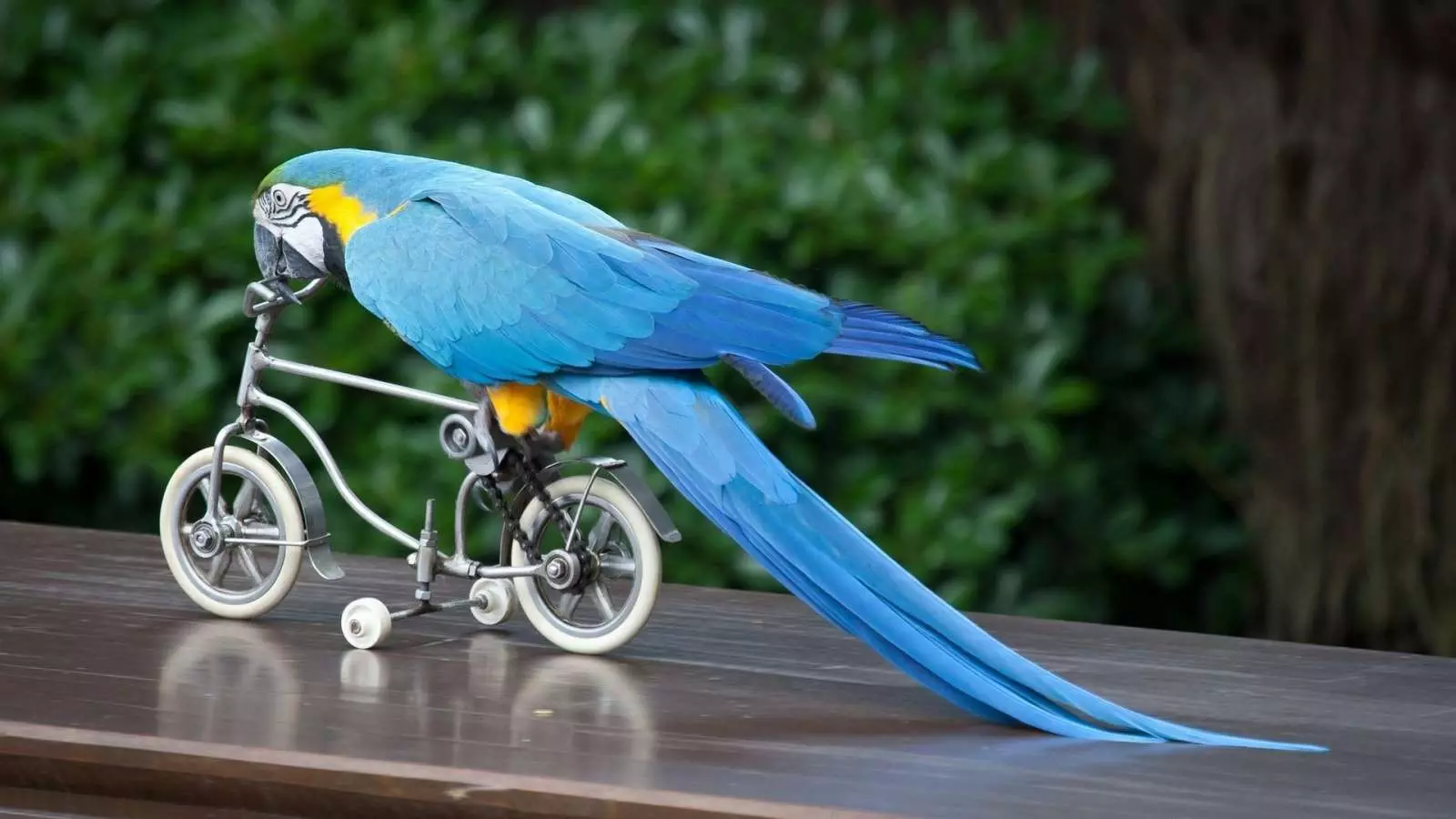 El guacamayo azul es un animal muy inteligente. Gracias a esto, se entrena fácilmente y se lleva bien con una persona.