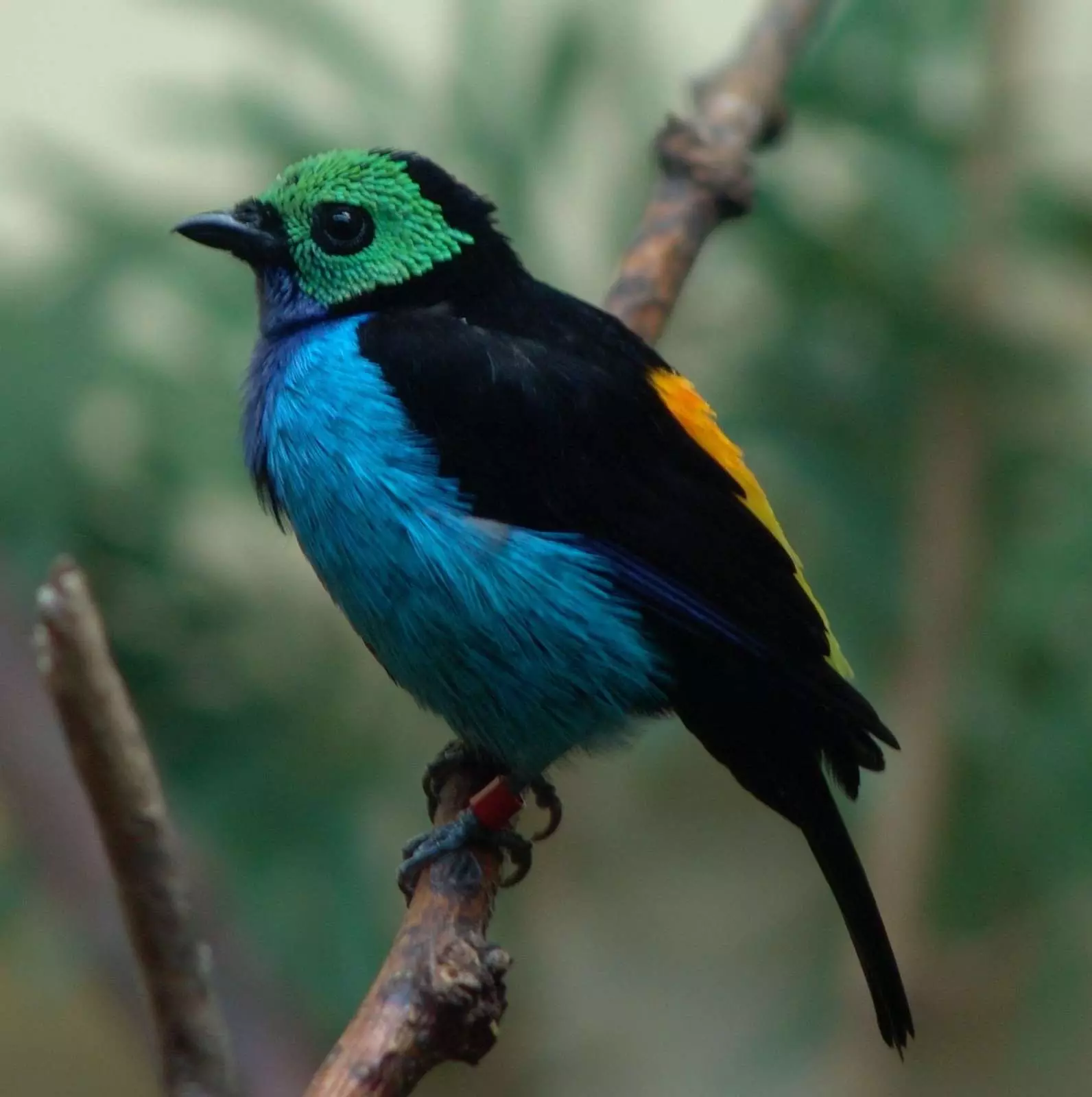 Paradise tanager (лат. Tangara chilensis)