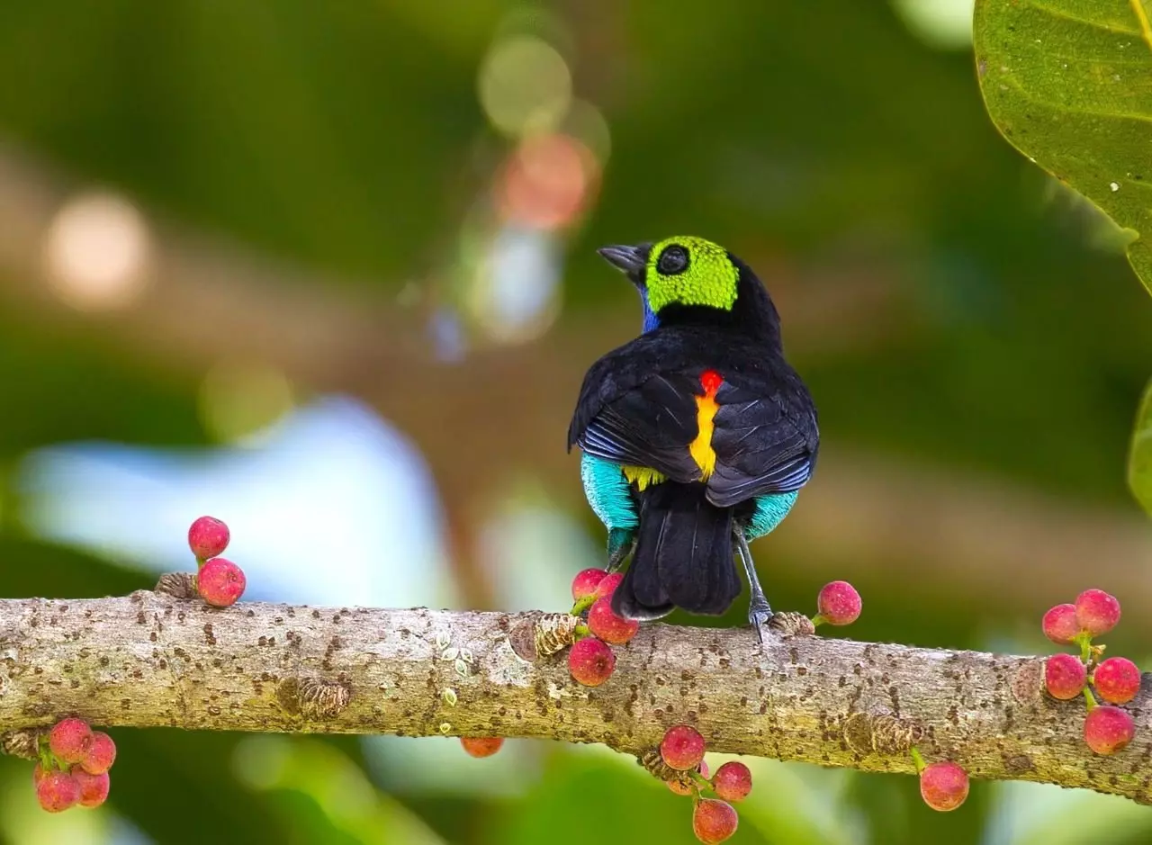 Warna bulu tanager sangat terang. Ia juga disebut burung pelangi.