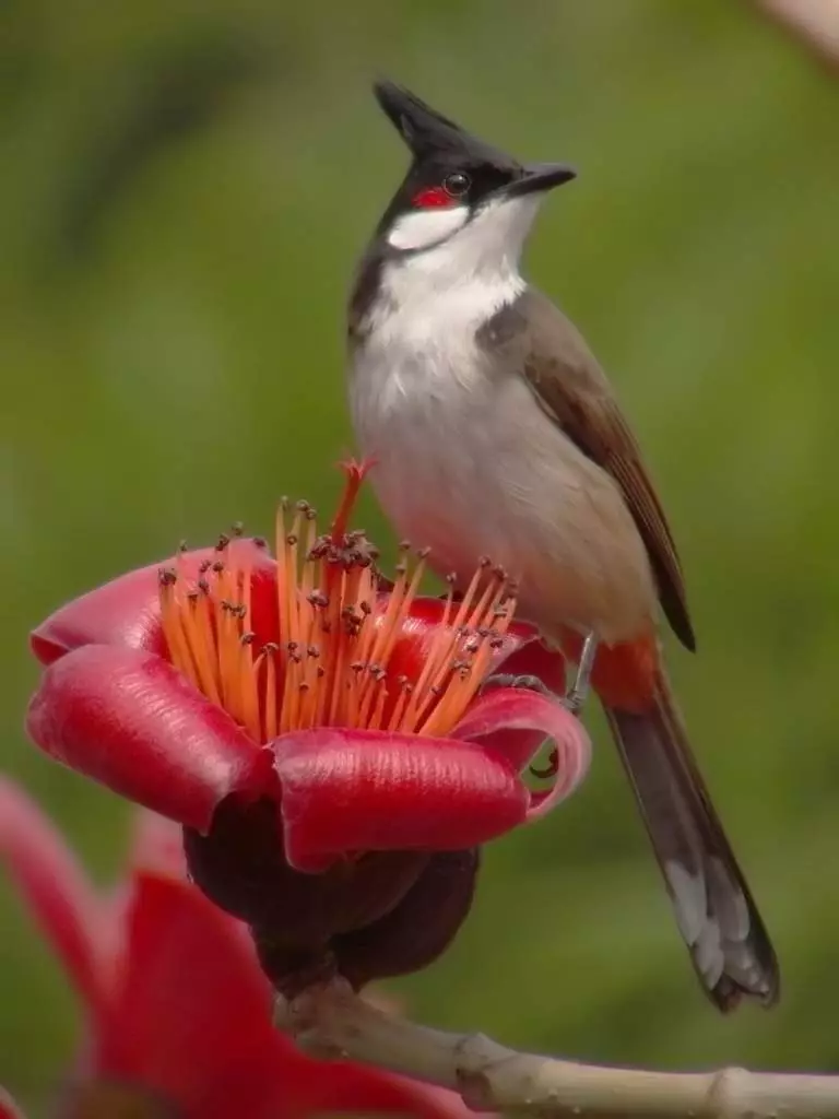 Skutočný bulbul s červenými lícami (Pycnonotus jocosus).