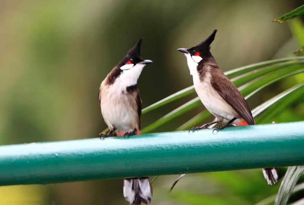 लाल गाल वाले बुलबुल में कोई यौन द्विरूपता नहीं है, नर और मादा एक ही रंग के होते हैं।