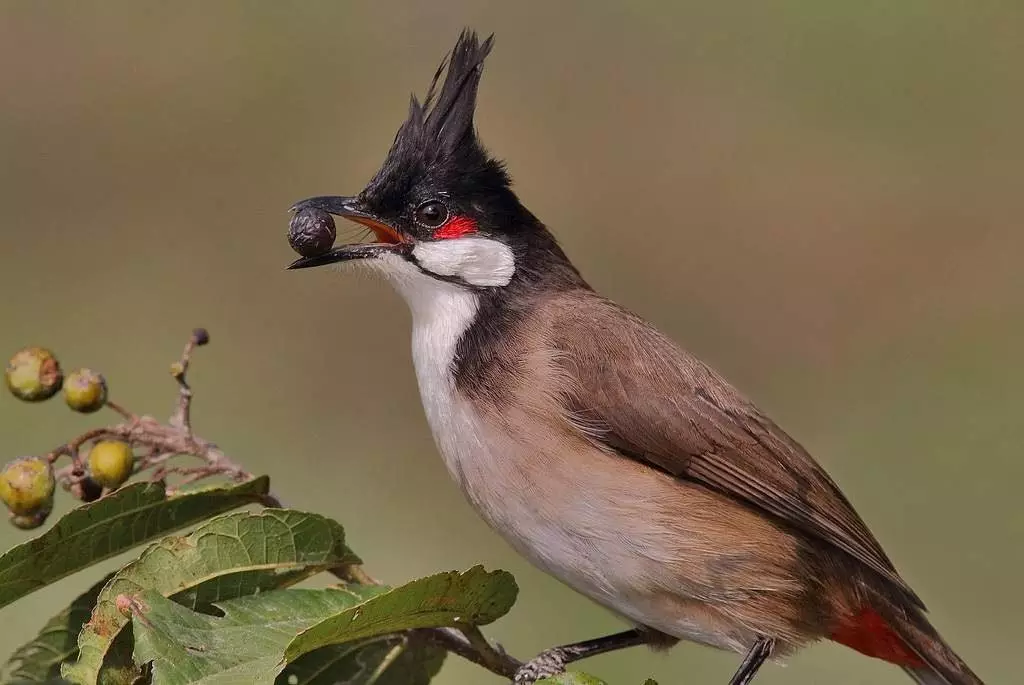 Semasa memberi makan, burung membentuk kawanan 3-5 individu, terus mengeluarkan suara.