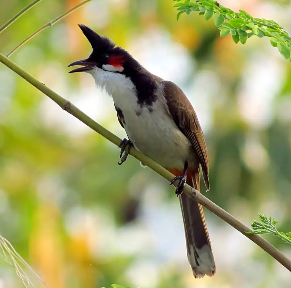 Suara bulbul sebenar pipi merah seperti siulan lelaki yang menggembirakan.