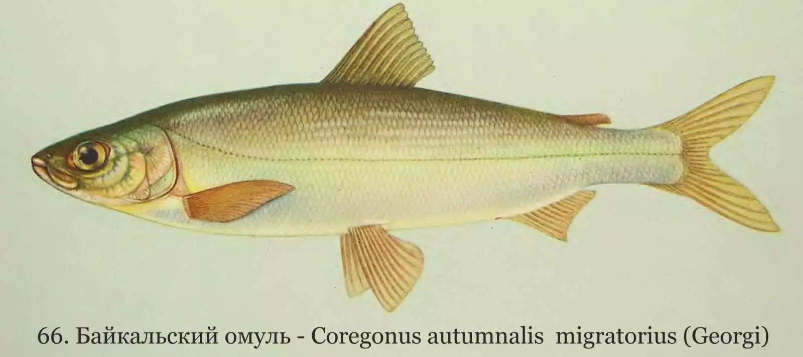 Coregonus autumnalis migratorius |