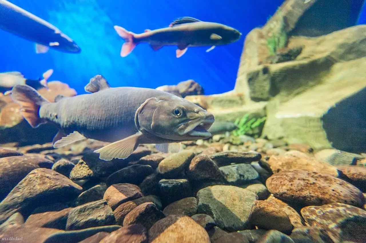 Omul ndiyo hove yakakosha kwazvo yemhuri yewhitefish.