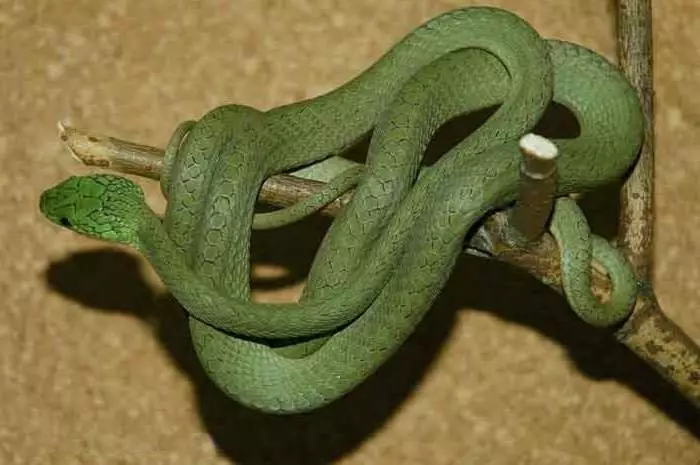 緑のボーイズは略奪的なヘビで、主に小さな齧歯類を食べます。