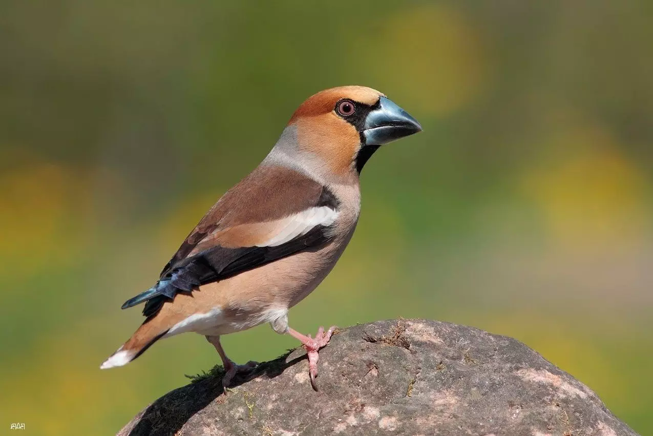 Fjerdragten er lys nok. Og ikke desto mindre er det svært at lægge mærke til grosbeak i krattet af buske eller kronen af ​​træer.