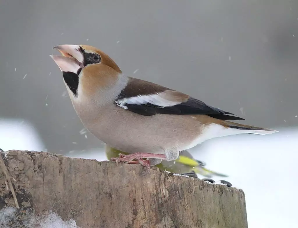 Ce birdie est si prudent et craintif que vous regardez - le voici assis, et vous clignez des yeux - il n'est plus là !