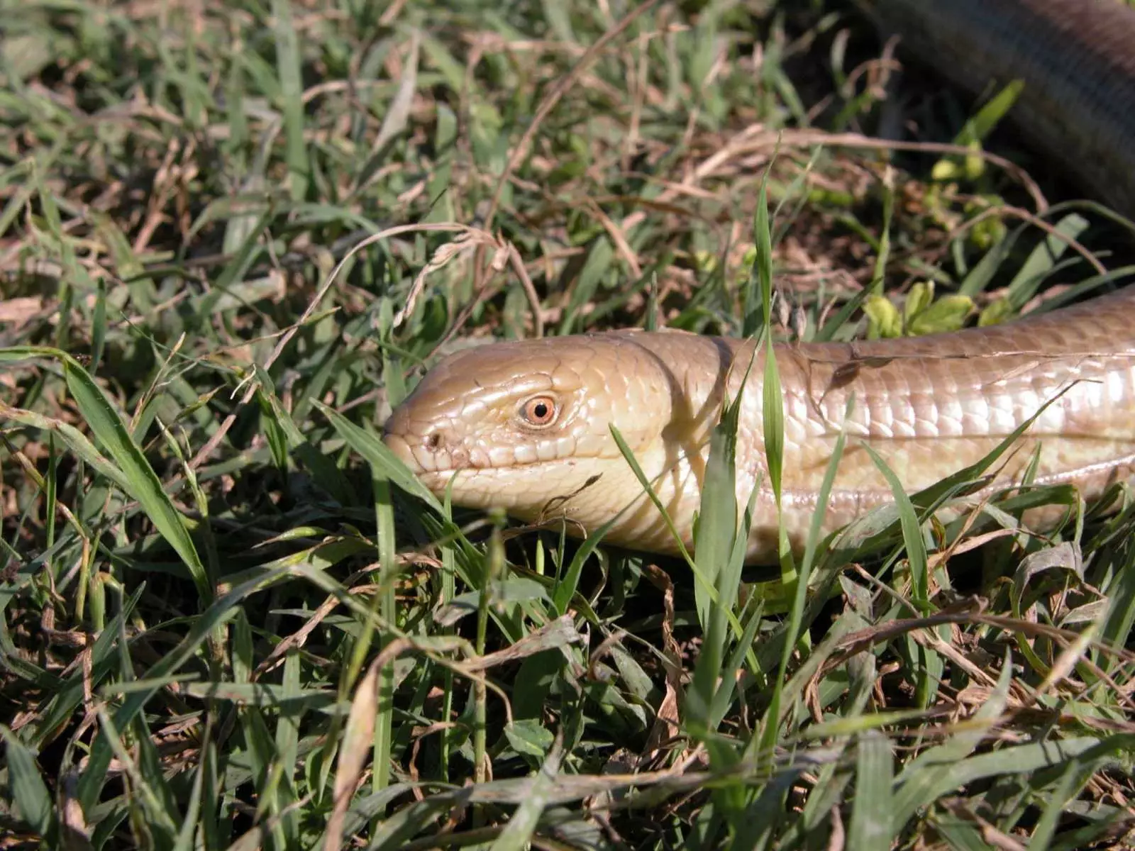 پيلي گھنٽي Crimean fauna جو هڪ عام نمائندو آهي.